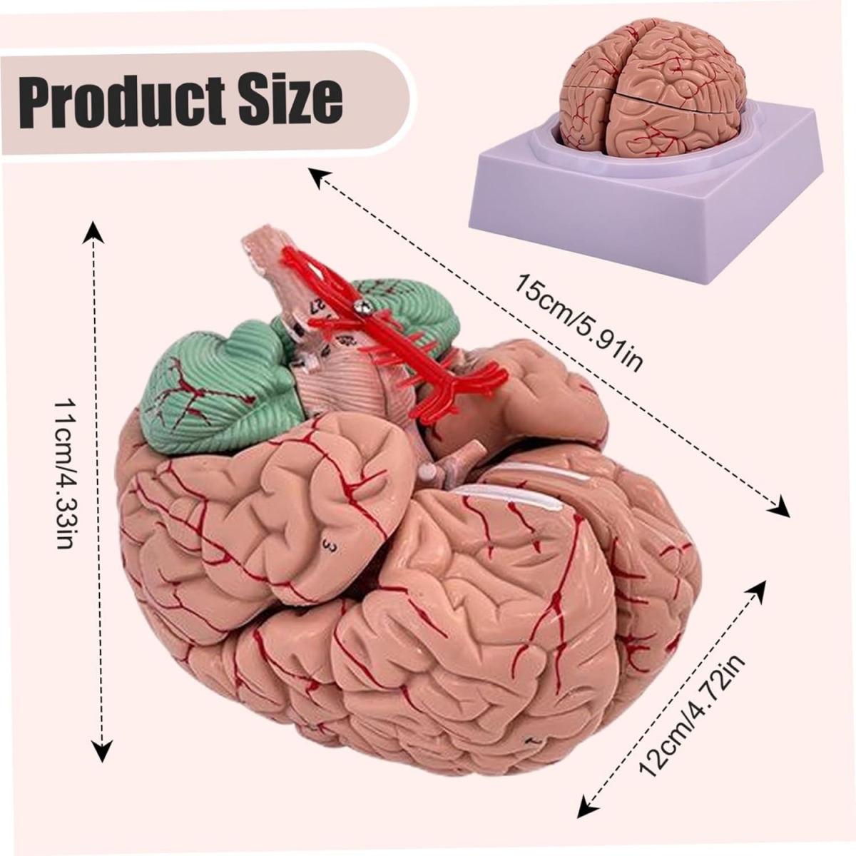 Premium Human Brain Model (Removable into 8-Parts) - Myaskro